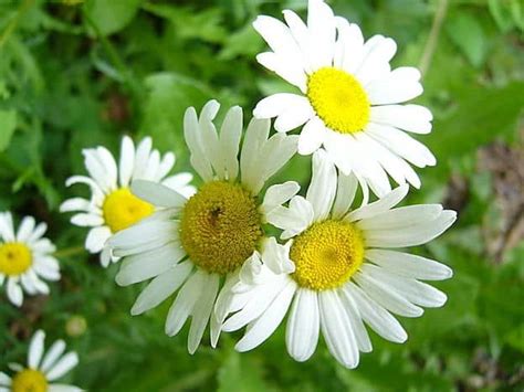 Daisy Medicinal Uses And Benefits Bellis Perennis Medicinal Plants Daisy