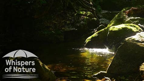 마음의 안정과 숙면을 위한 자연의 소리 Youtube