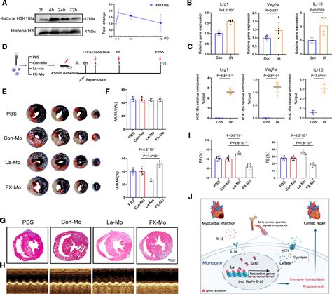 Histone Lactylation Boosts Reparative Gene Activation Postmyocardial