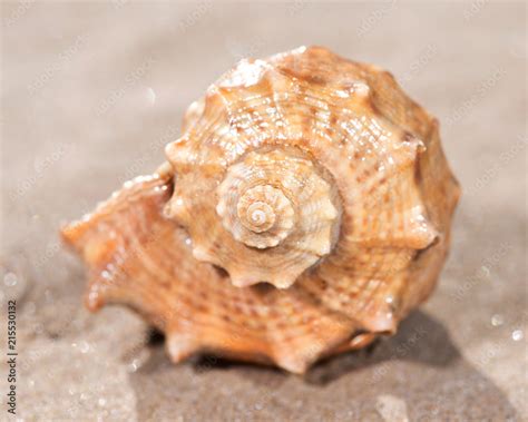 The Mollusc Or Mollusk Shell Is Typically A Calcareous Exoskeleton Which Encloses Supports