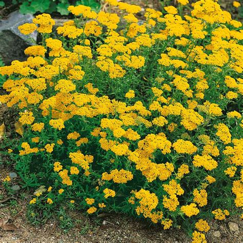 Yarrow Plant Ground Cover At Amanda Worthen Blog