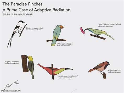 Darwins Finches Adaptive Radiation