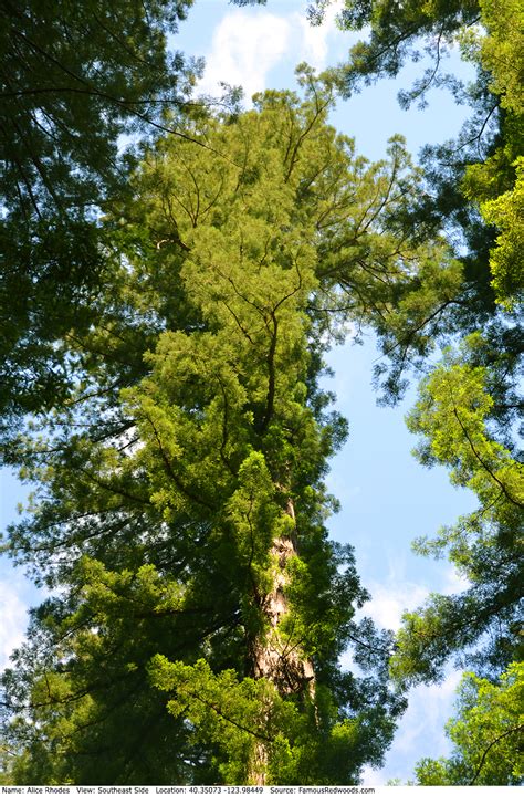 Alice Rhodes Tree Famous Redwoods