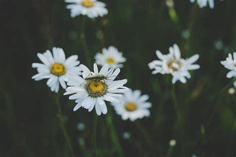Chamomile A Natural Herb For Soothing Skin
