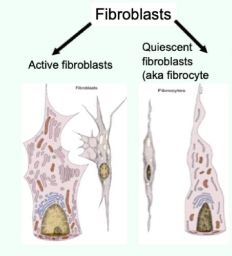 Cell Types Flashcards Quizlet