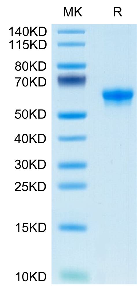 Human Flt3 Ligand Protein Recombinant Reprokine