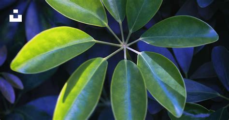 검은 배경에 녹색 잎의 클로즈업 사진 Unsplash의 무료 오사카 이미지