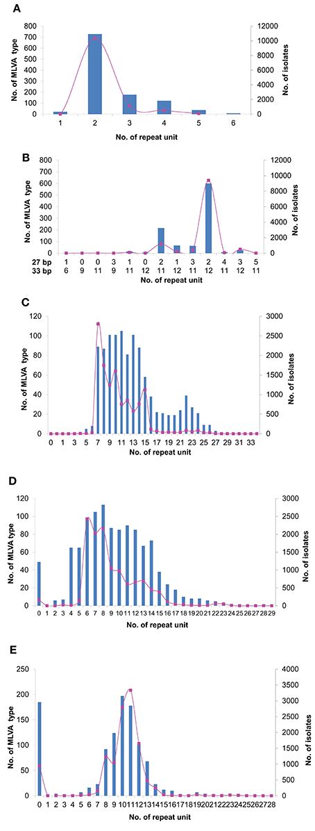 variable number tandem repeats
