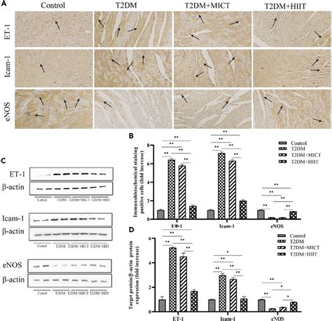 Endothelial Function In The Different Groups After Exercise Training Download Scientific