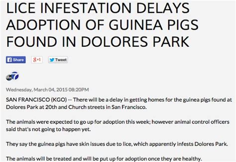 Story About Lice In Dolores Park Was Bunk Sfist