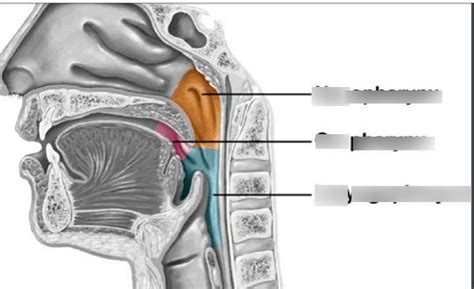Regions Of Pharynx Diagram Quizlet