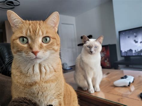 My Cats Album Cover Rcats