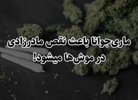 نقص مادرزادی در موش‌های حساس و ماری‌جوانا ژنیران