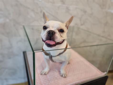 프렌치불독 또또 보더콜리분양가격 프렌치불독분양가격 빠삐용분양가격 파피용분양가격 사모예드분양가격 스피츠분양가격 시바견분양가격