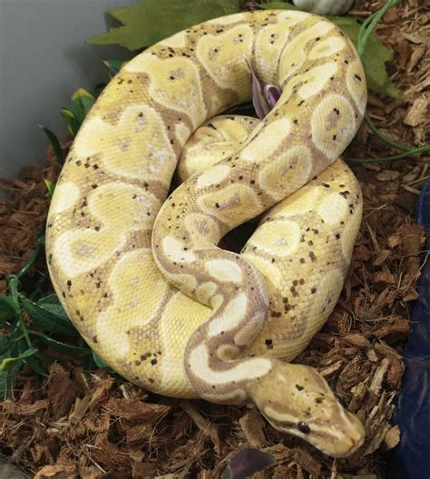 Banana Female Ball Python By Apple Pie Pythons Morphmarket