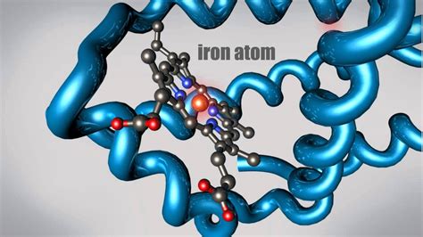 proteins structure animation