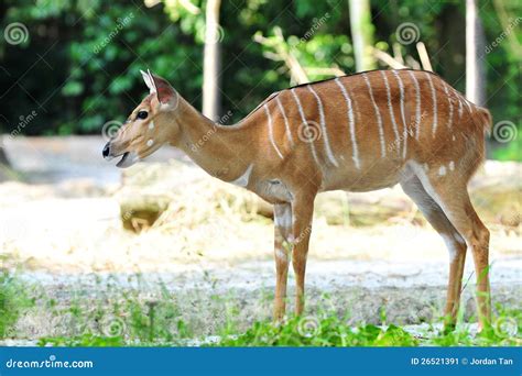 Adult African Nyala In Its Habitat Stock Image Image Of Herbivore Nyala 26521391