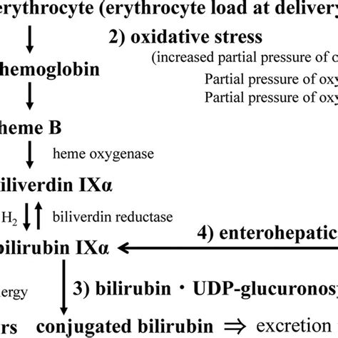 Neonatal Bilirubin Metabolism The Perinatal Metabolism Of Bilirubin Is Download Scientific