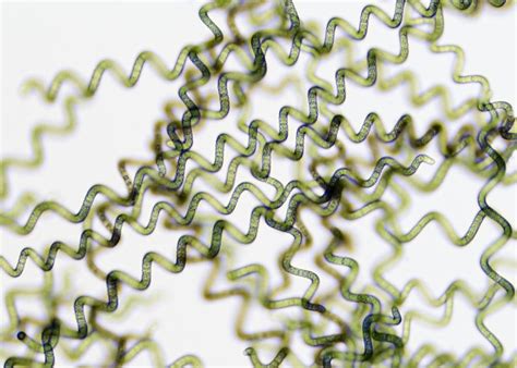 Spirulina Cyanobacteria Light Micrograph By Science Photo Library