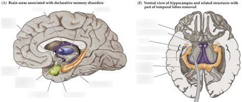 neural substrates for memory diagram quizlet