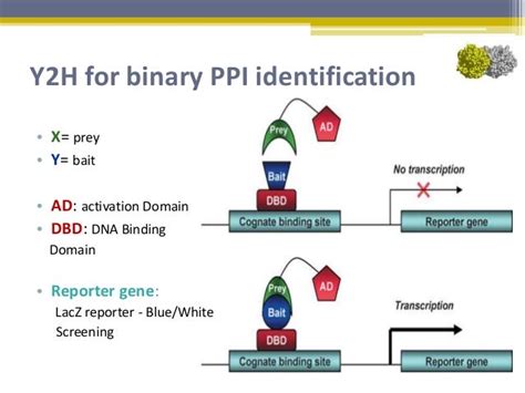 protein protein interaction ppi