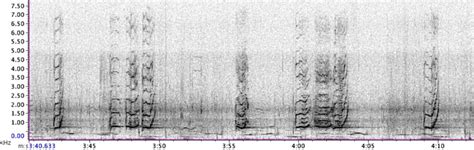 Spectrogram Showing A Segment Of 30 Seconds Of An Humpback Whale Song