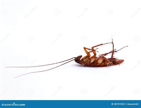 Close Up Of Cockroach Isolated On White Background Closeup Cockroach