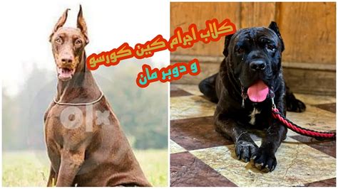 جراوي دوبر مان للبيع و كلاب بيتبول و جيرمن شرسه و كين كورسو Youtube