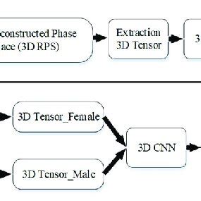 The Proposed D CNN Architecture For Gender Recognition Download Scientific Diagram