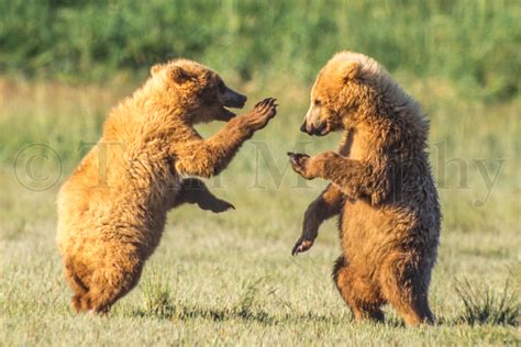 Brown Bear Cubs Playing Tom Murphy Photography