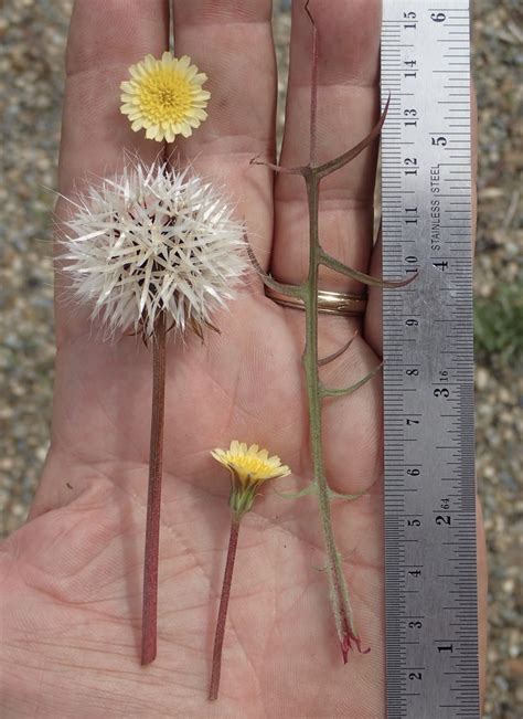 Uropappus Lindleyi Calflora