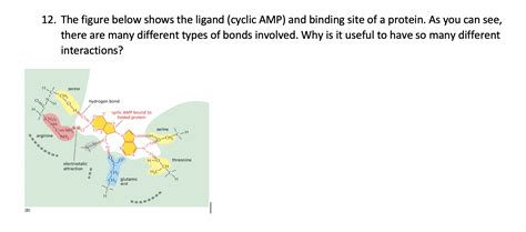 Solved 12 The Figure Below Shows The Ligand Cyclic Amp
