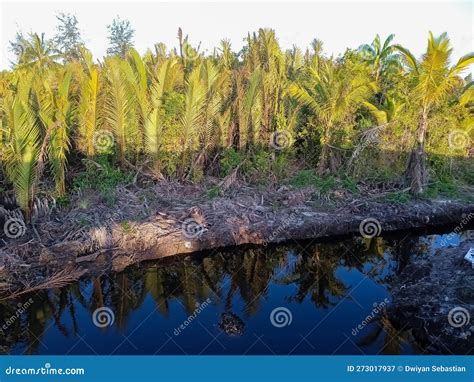 Nipah And X28 Nypa Fruticansand X29 Is A Type Of Palm Shaped Mangrove Plant That Generally Grows In