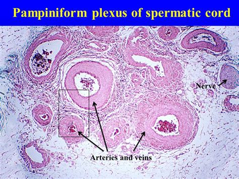 University Of California Ppt Video Online Download University Of California Ppt Video Online Download