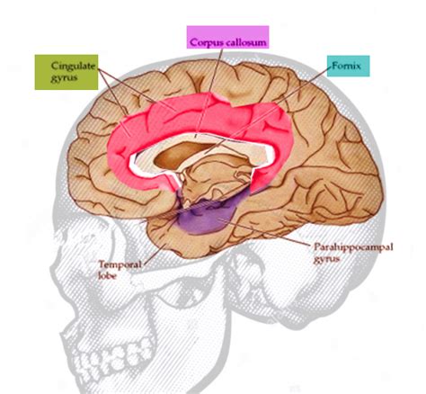 Posterior Cingulate Cortex Perigenual Anterior Cingulate Cortex Vxwskd