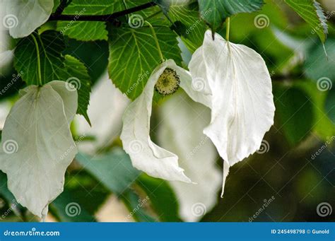 Dove Tree Handkerchief Tree Bract Also Known As Ghost Tree Stock