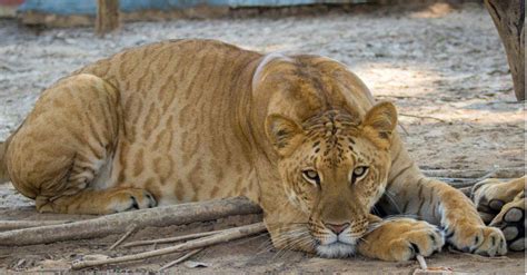 Liger Animal Facts Panthera Leo × Panthera Tigris A Z Animals
