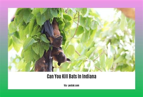 Can You Kill Bats In Indiana Understanding The Protections And