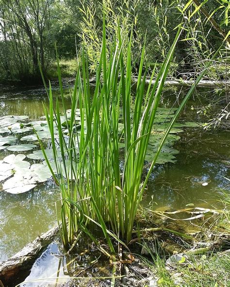 I Foraged Some Calamus Leaves Aka Sweet Flag From The River Cut Them