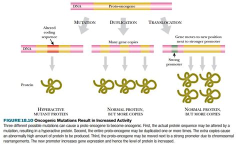 Types Of Mutations That Generate Oncogenes