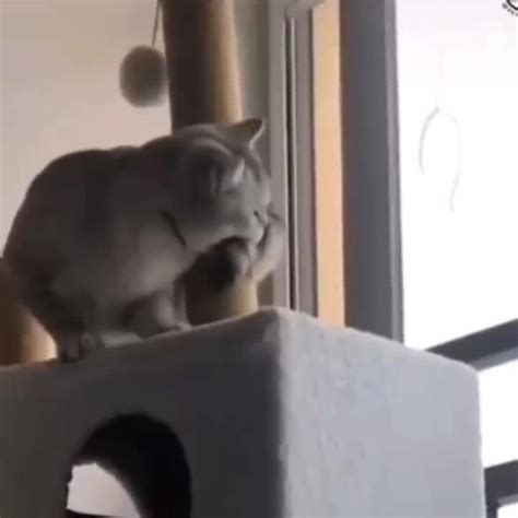 Eternal Spinning Meme By Helgithehaggard Memedroid