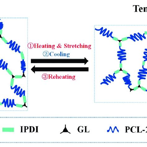 Schematic Diagram Of The Molecular Mechanism Of The Shape Memory Effect Download Scientific