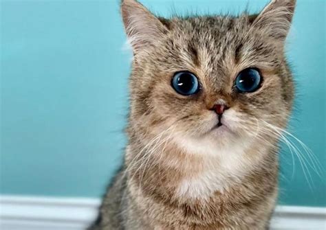 Is This An Early Rectal Prolapse 5 Month Kitten With An “enlarged