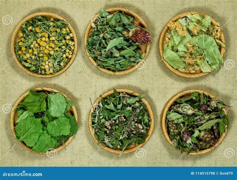 Set of healing herbs. stock photo. Image of linden, clover - 114515798