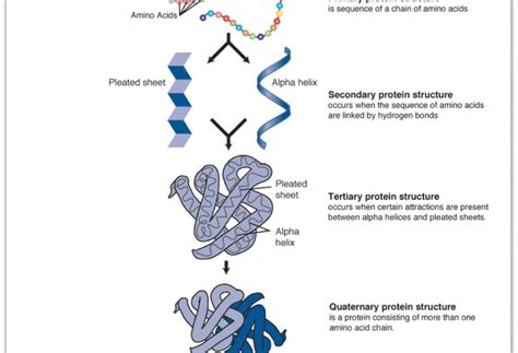 Protein Tertiary Structure Bonds