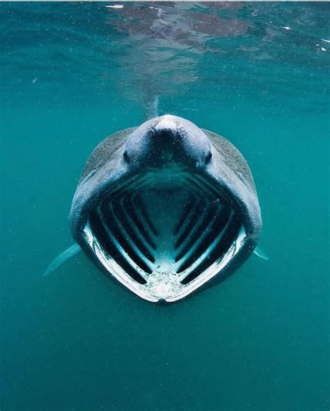 Watertoodle On Instagram Despite Their Large Size Basking Sharks
