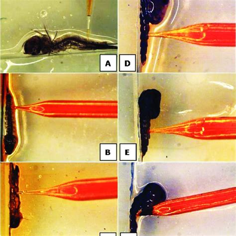 pdf improvised microinjection technique for mosquito vectors