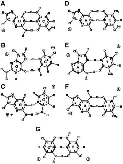 Genetics Why Is Dna Antiparallel Can It Be Parallel Biology Stack