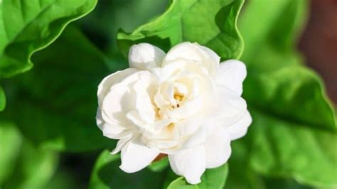 50 Nama Bunga Warna Putih Dan Gambarnya De Orchids