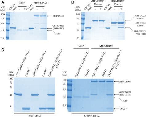 The Two Lobes Of Ddx6 Interact With The Cnot1 Mif4g Domain A Download Scientific Diagram